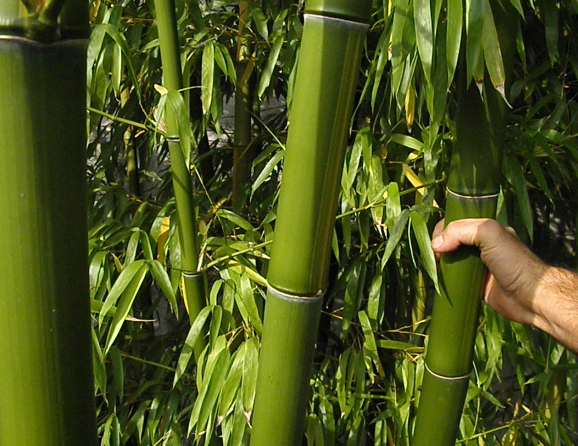 Bamboekwekerij Hoekse Waard